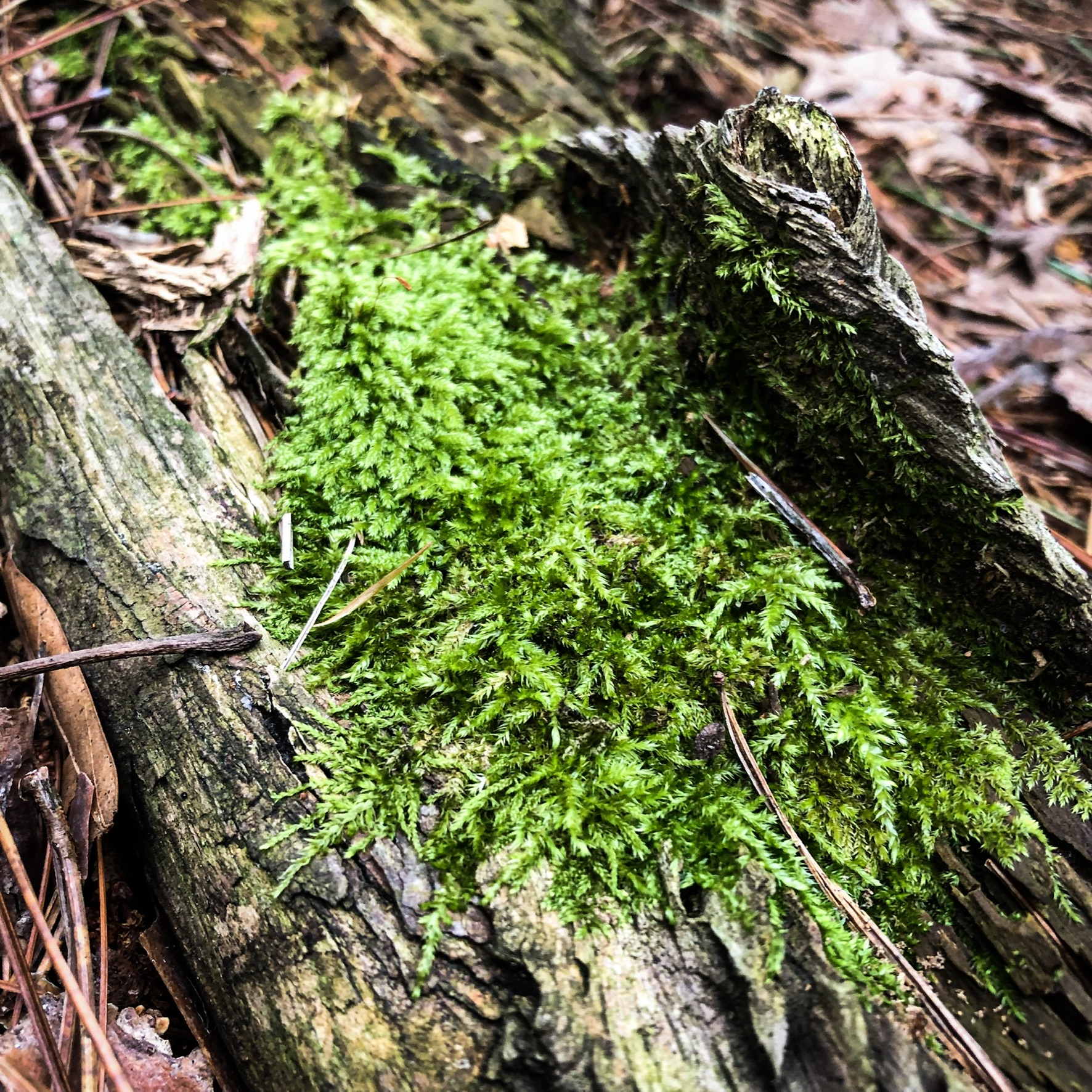 Forest Bathing and Yoga Workshops – World Maps & Yoga Mats